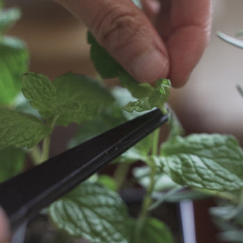 Jolicare | The Herbal Cream for Lasting Repair – Jolicare MY